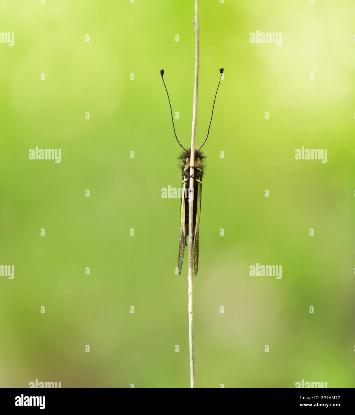 Butterfly antennae hi-res stock photography and images - Alamy