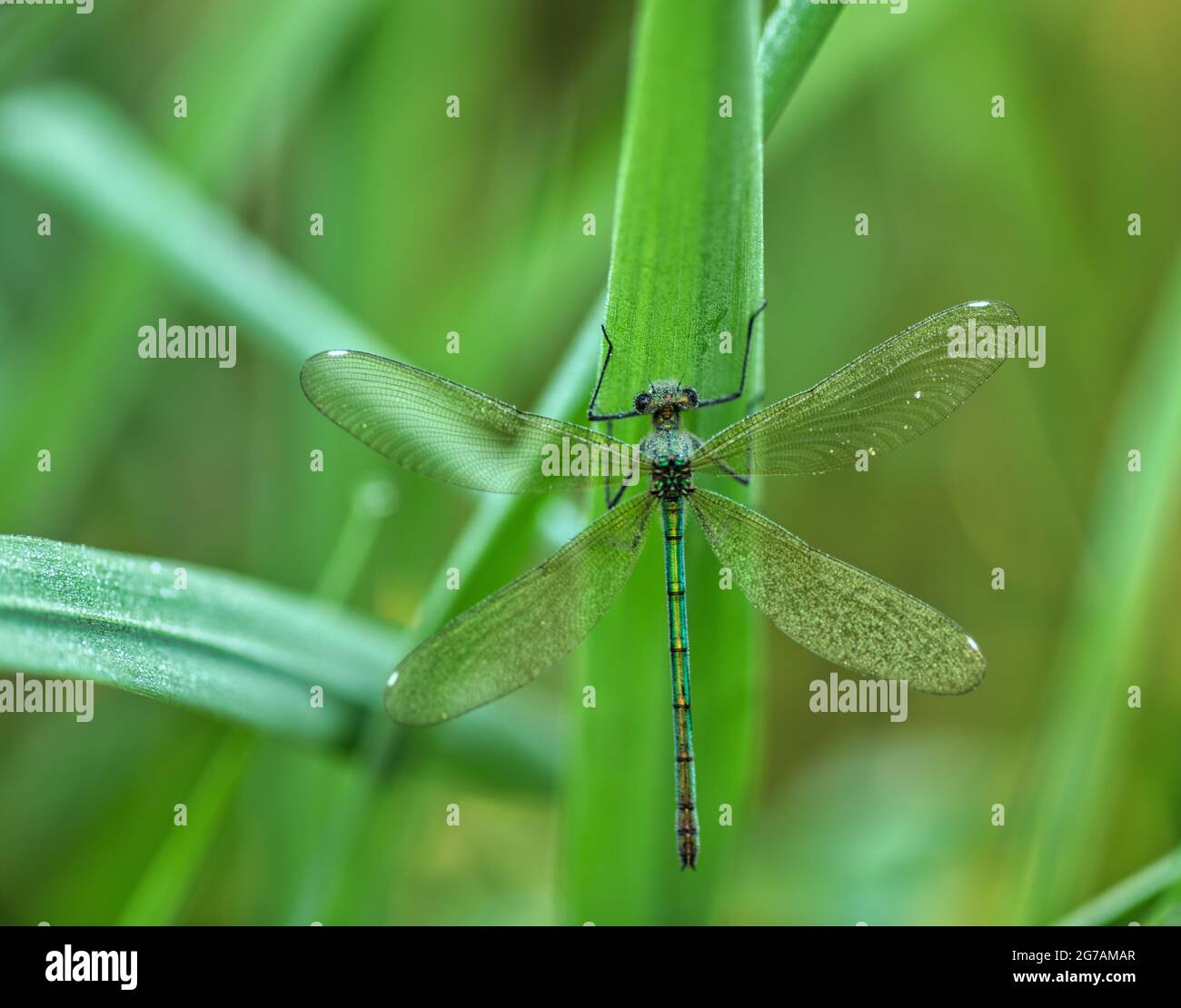 Dragonfly Anax Imperator High Resolution Stock Photography and Images ...