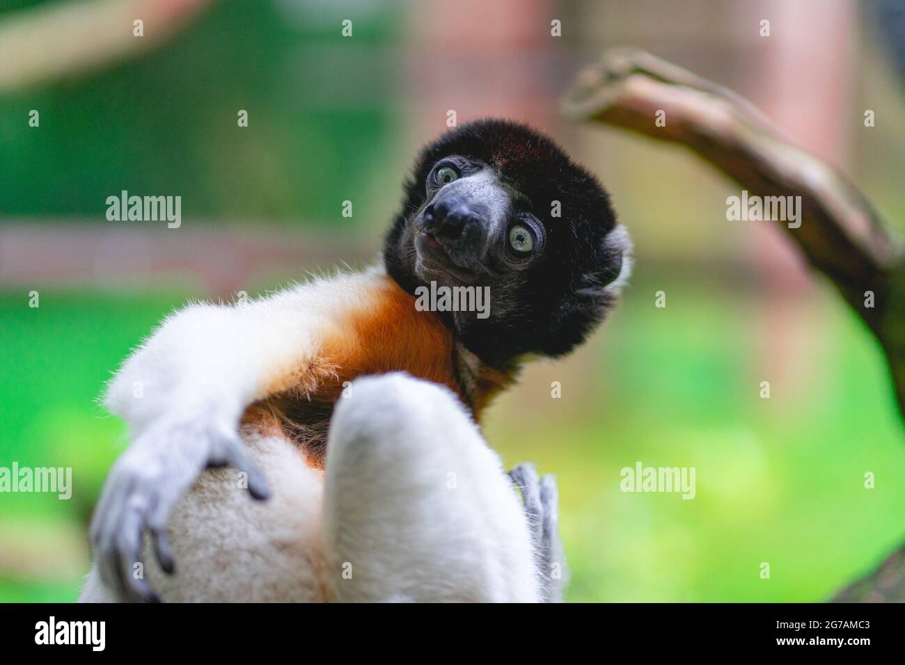Monkeys at the monkey park De Apenheul The Netherlands Stock Photo - Alamy