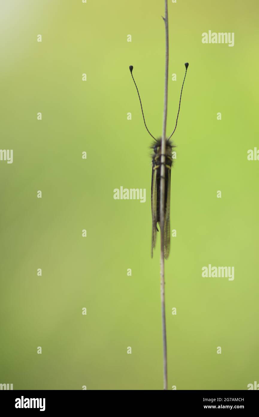 Dragonfly butterfly (Libelloides coccajus Stock Photo - Alamy