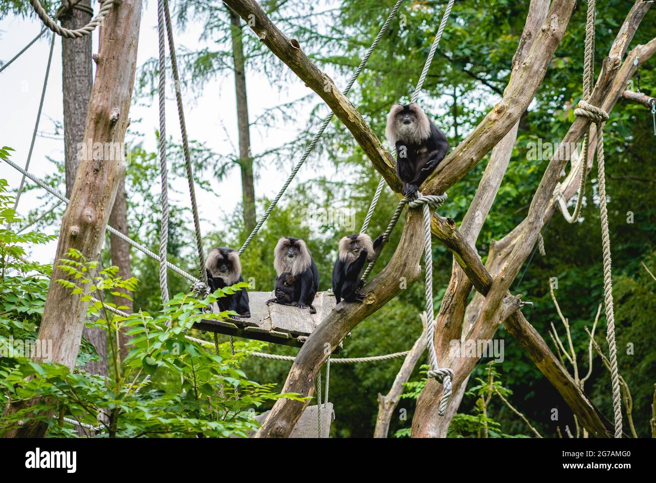 Monkeys at the monkey park De Apenheul The Netherlands Stock Photo - Alamy