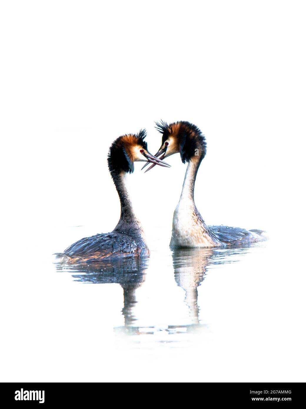 Mating of great crested grebes Cut Out Stock Images & Pictures - Alamy