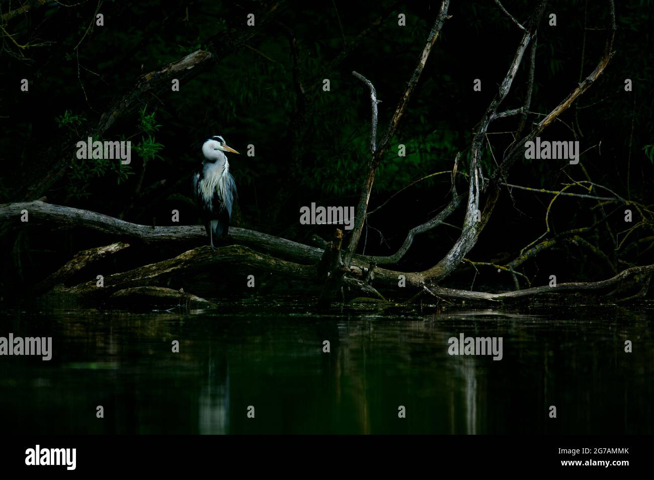 Hide animal hi-res stock photography and images - Alamy