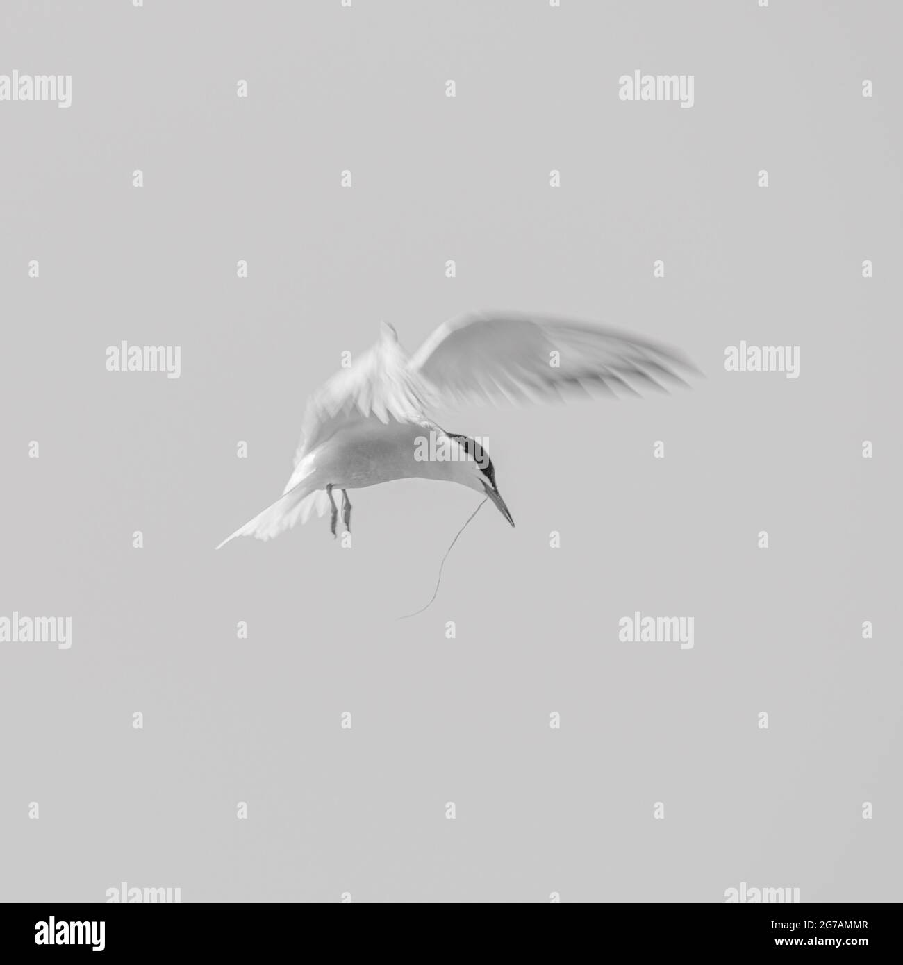 Common tern in flight Stock Photo - Alamy