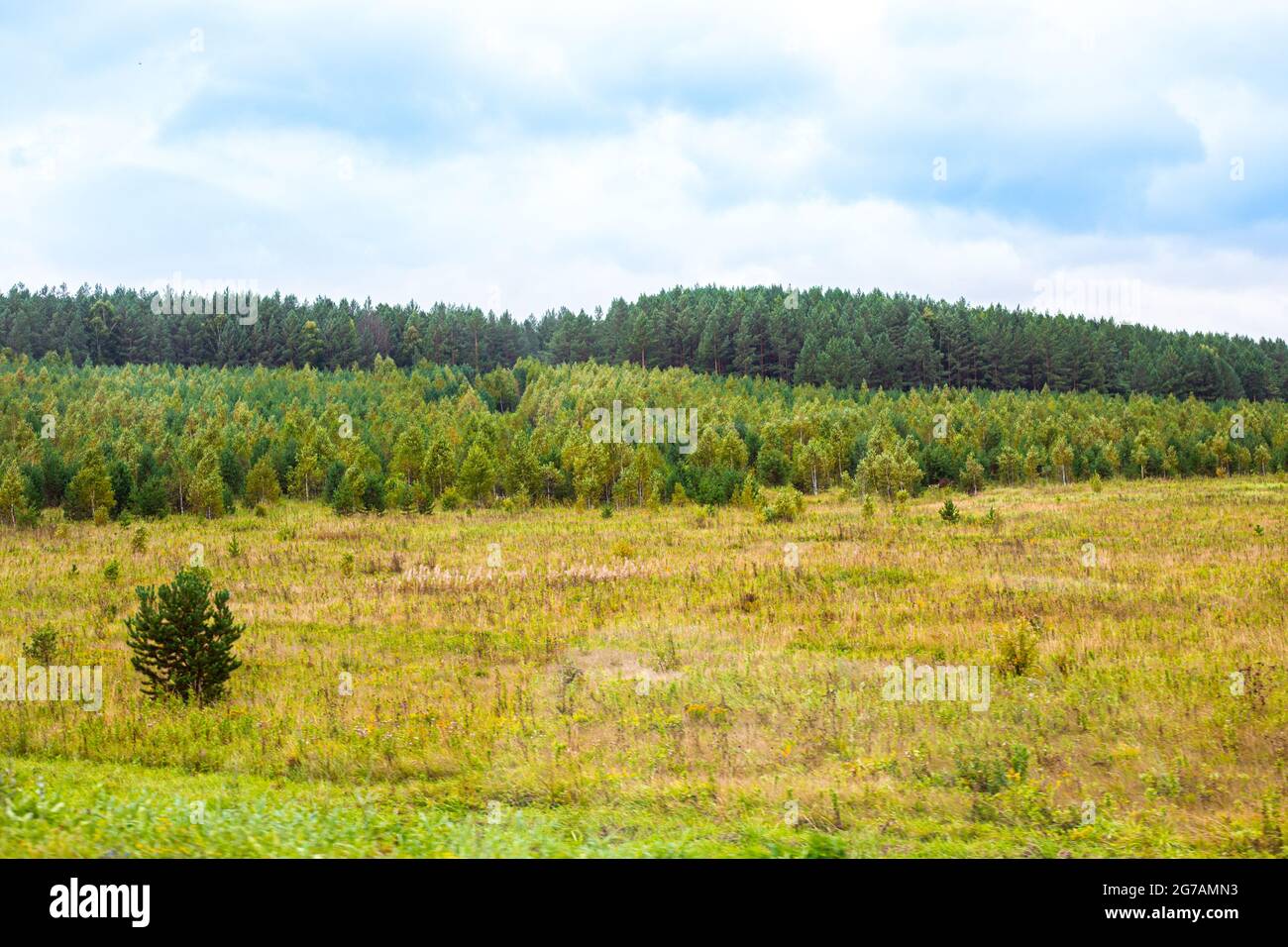 Russian field and mixed forest on a summer day, natural landscape Stock ...