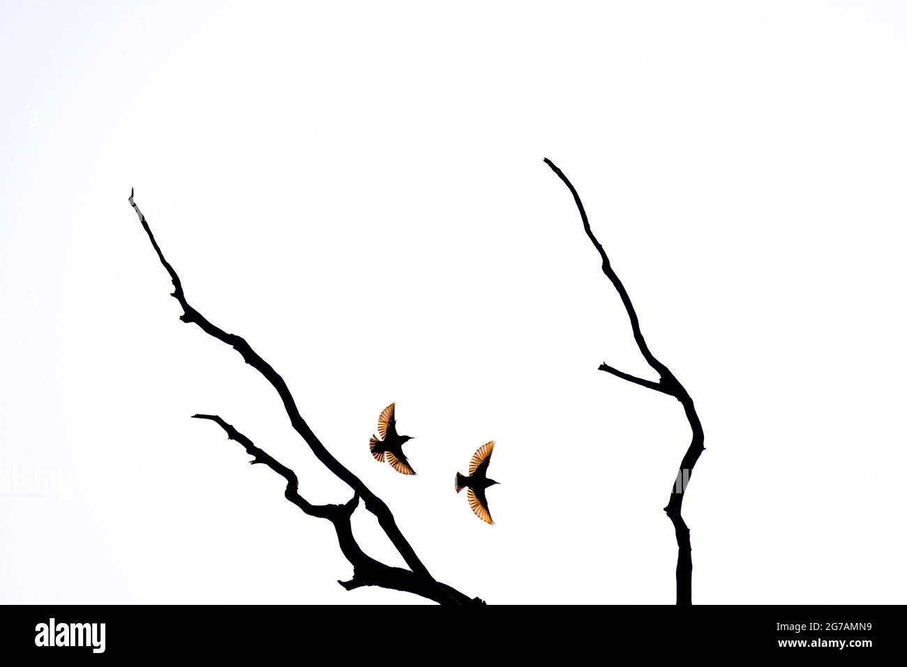 Double exposure of a star on departure Stock Photo - Alamy