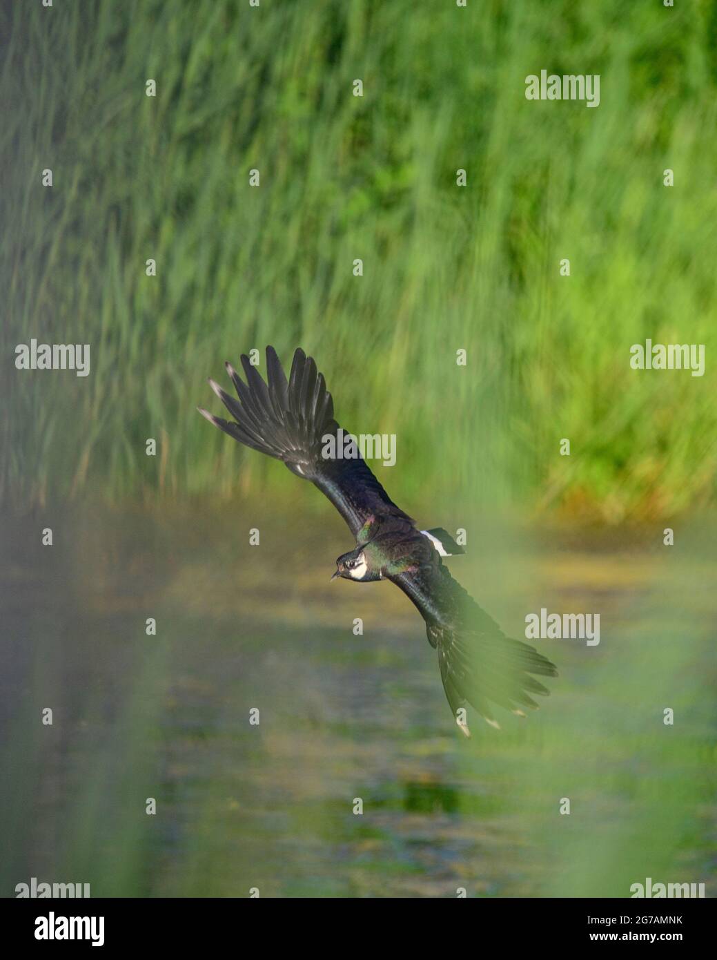 Lapwing in flight Stock Photo - Alamy