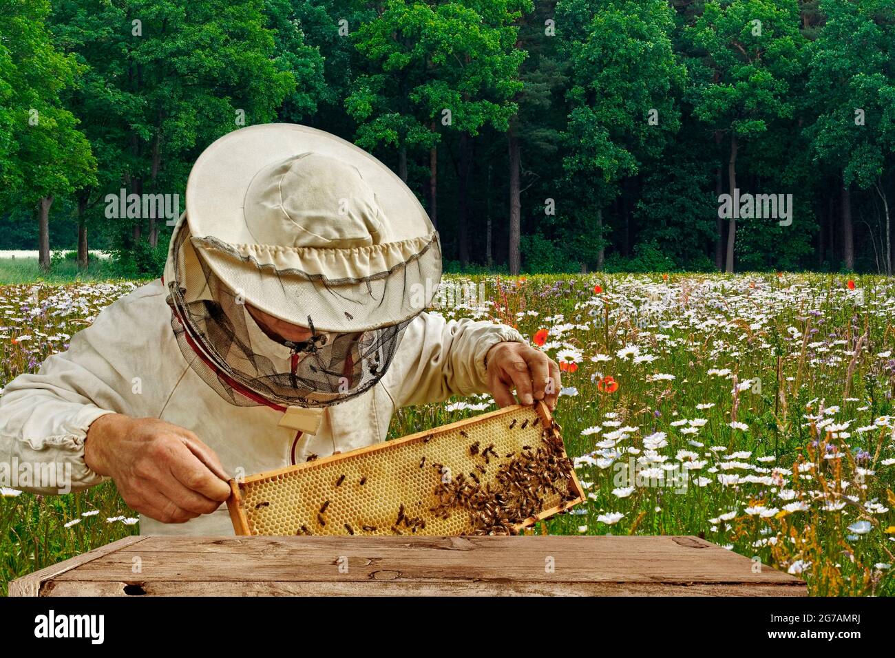 Honeybees beekeeper work honey hi-res stock photography and images - Alamy