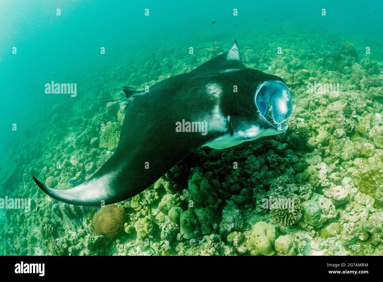 Giant manta ray (Mobula birostris, Syn .: Manta birostris), a type of ...