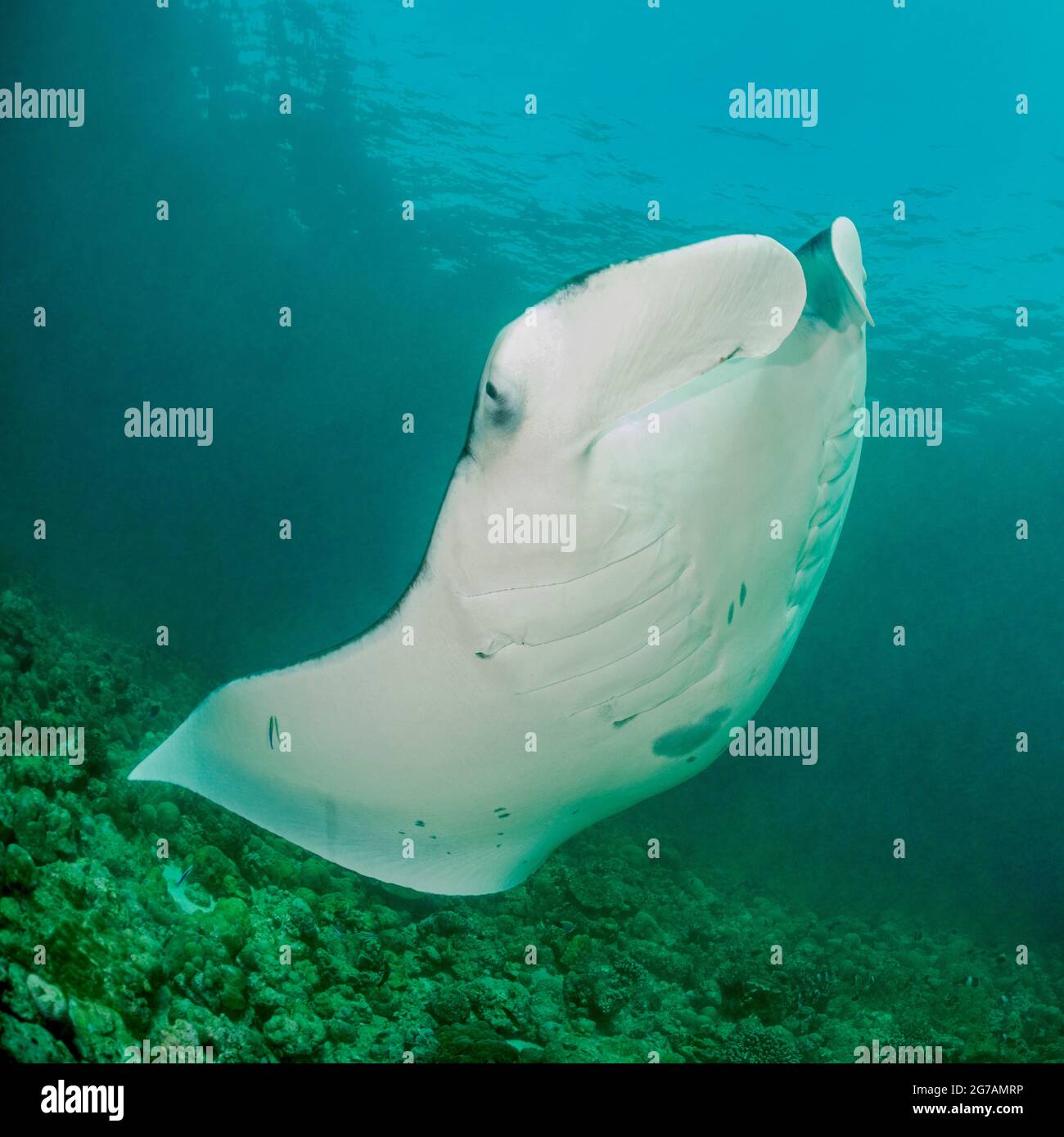 Giant manta ray (Mobula birostris, Syn .: Manta birostris), a type of ...
