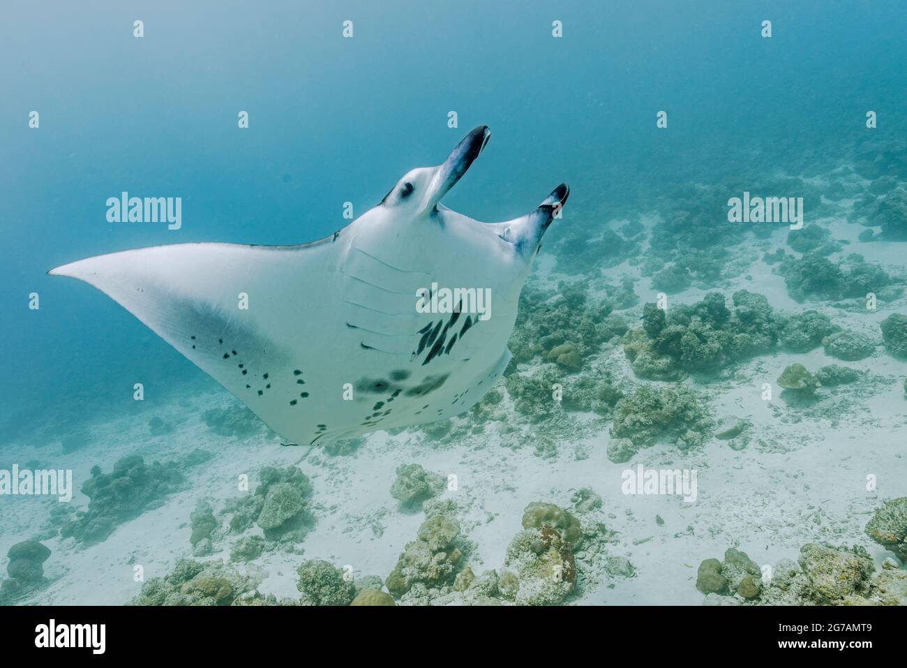 Giant manta ray (Mobula birostris, Syn .: Manta birostris), a type of ...