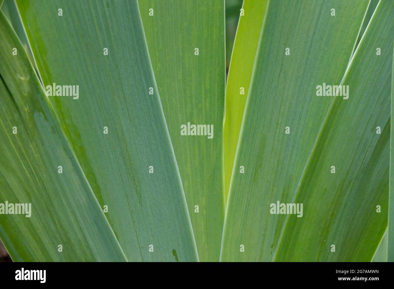 High bearded iris (Iris barbata-elatior), leaf Stock Photo - Alamy