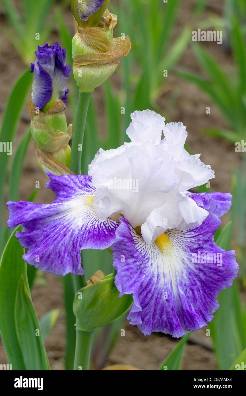 Tall bearded iris (Iris barbata-elatior), cultivar "Motion of the Ocean ...