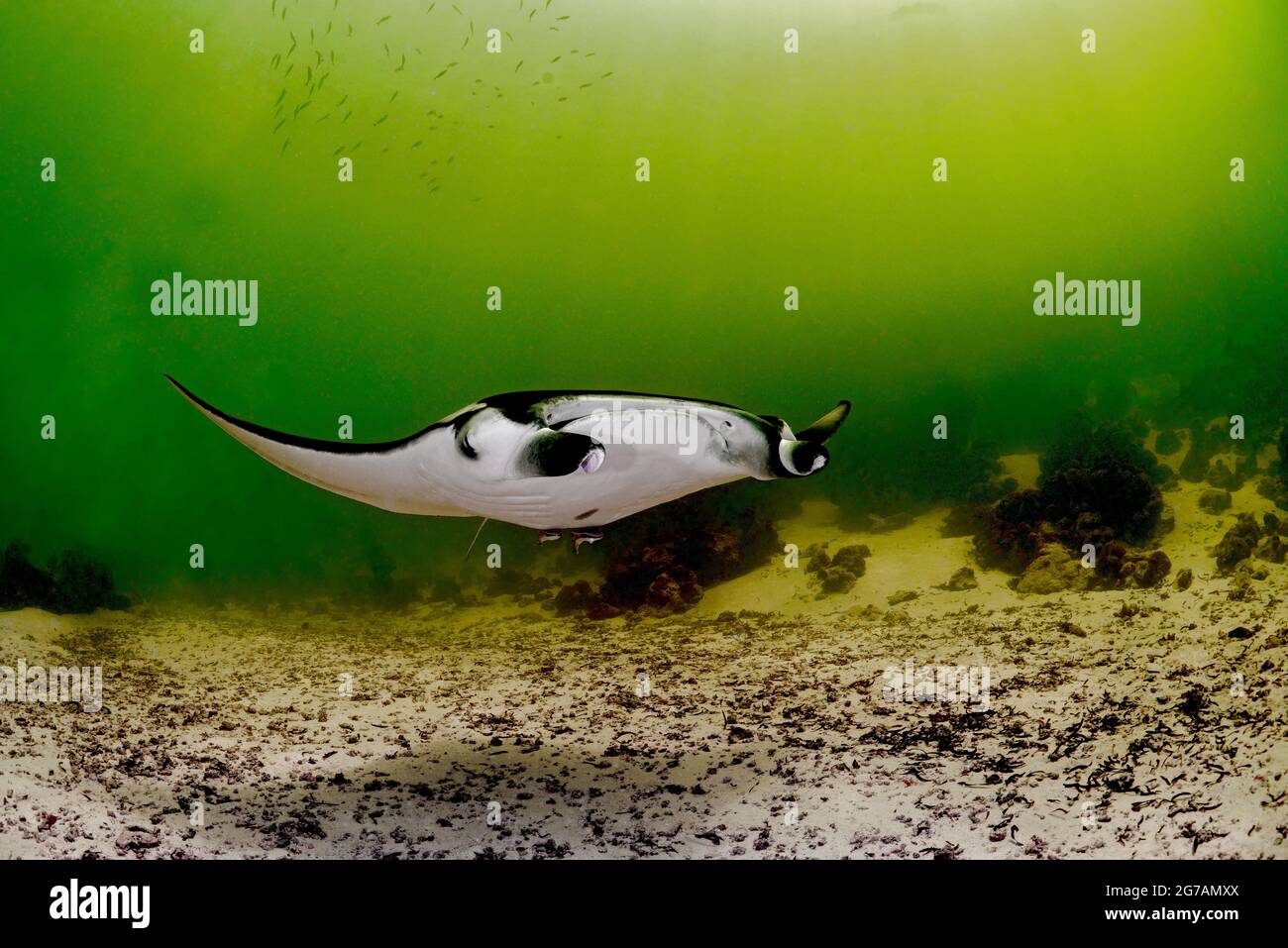 Rays fish hi-res stock photography and images - Alamy