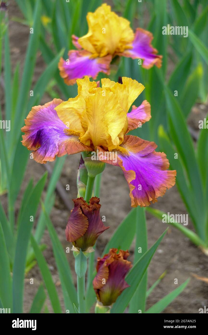 Tall Bearded Iris (Iris barbata-elatior), cultivar "Native American ...