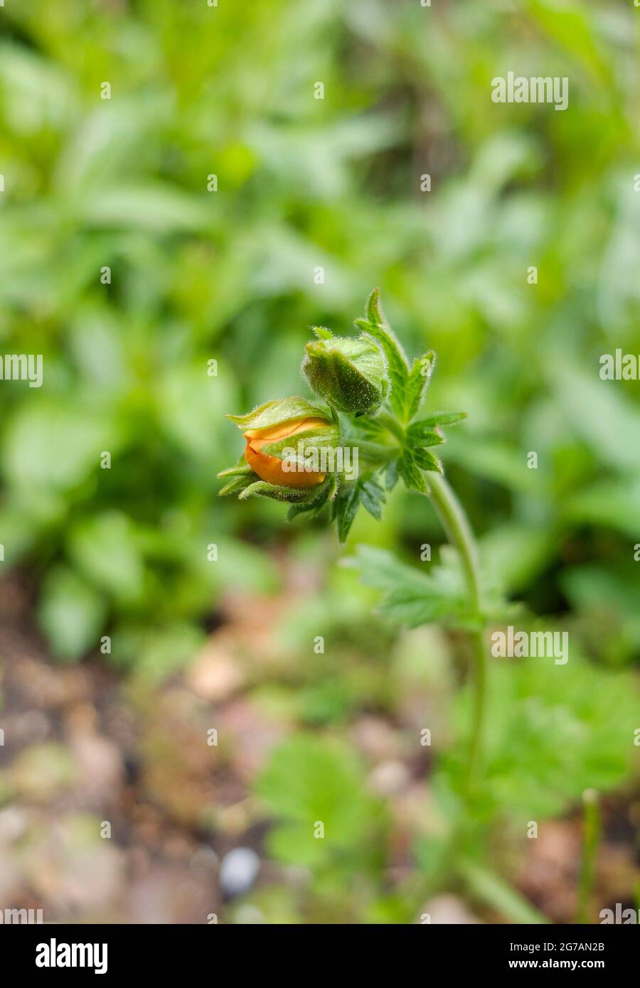 Carnation root (Geum coccineum) 'Cooky' Stock Photo - Alamy