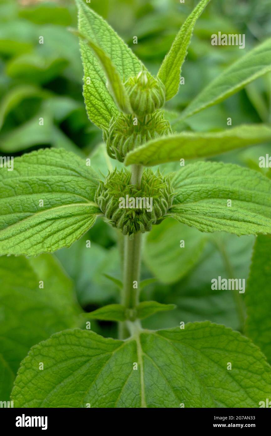 Syrian fire herb (Phlomis russeliana), bud Stock Photo - Alamy