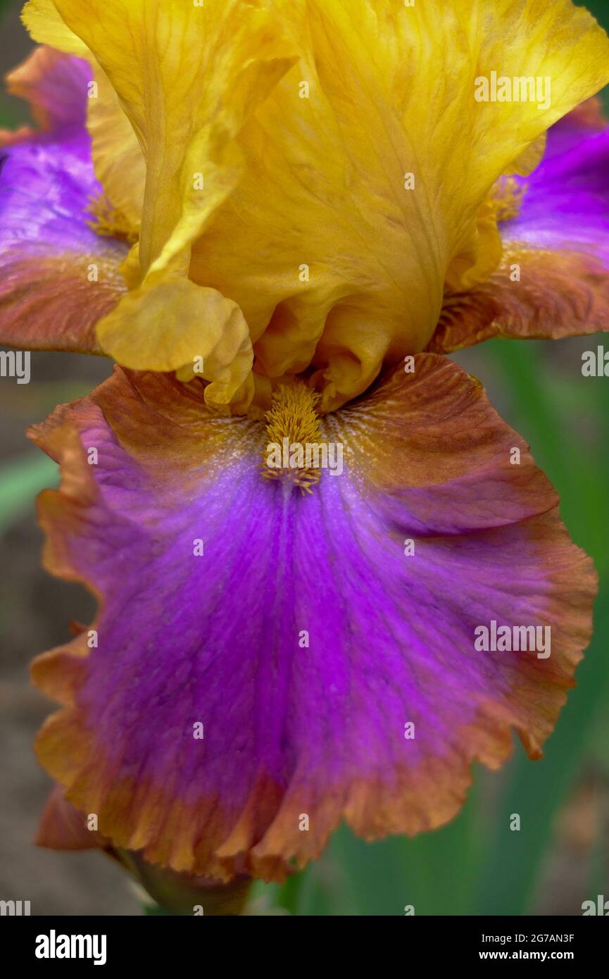 Tall Bearded Iris (Iris barbata-elatior), cultivar "Native American ...