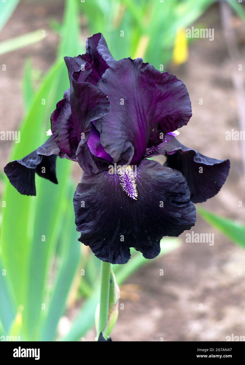High bearded iris (Iris barbata-elatior), cultivar "Here comes the ...
