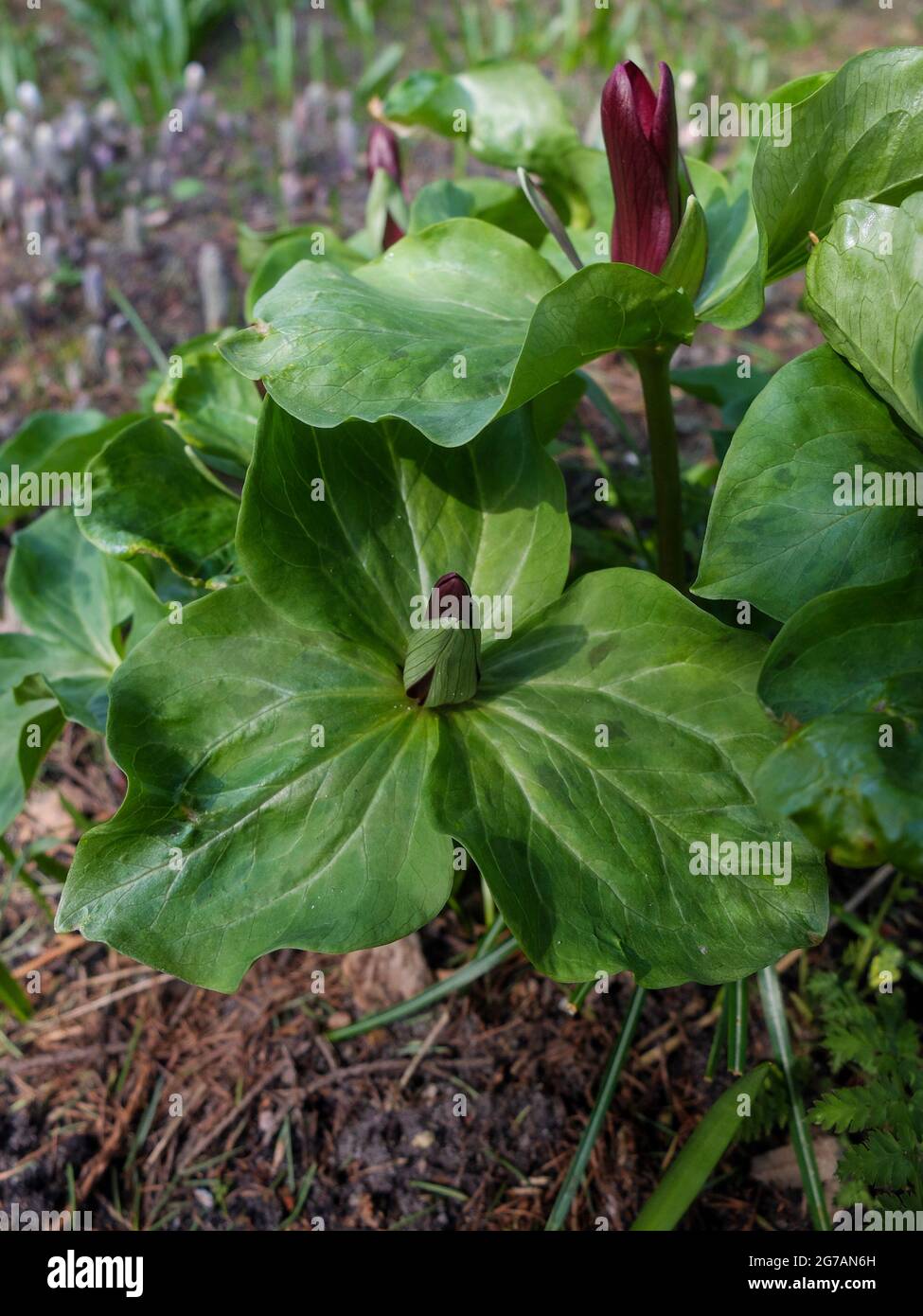 Trefoil (Trillium sessile) "Rubrum Stock Photo - Alamy