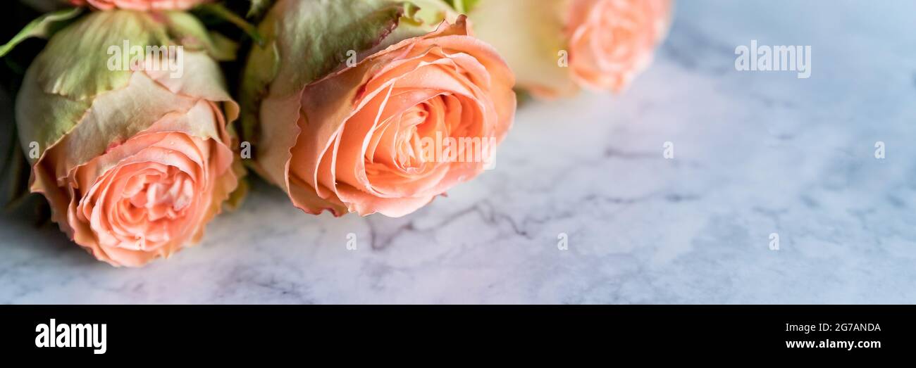 Bouquet of peony roses of juliet. Coral flowers, floral background ...