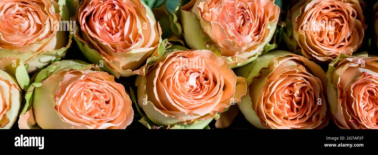 Bouquet of peony roses of juliet. Coral flowers, floral background ...