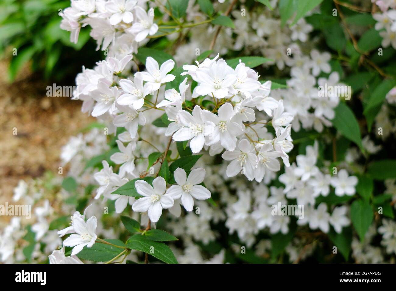 Mayflower bush deutzia gracilis with blossom hi-res stock photography ...