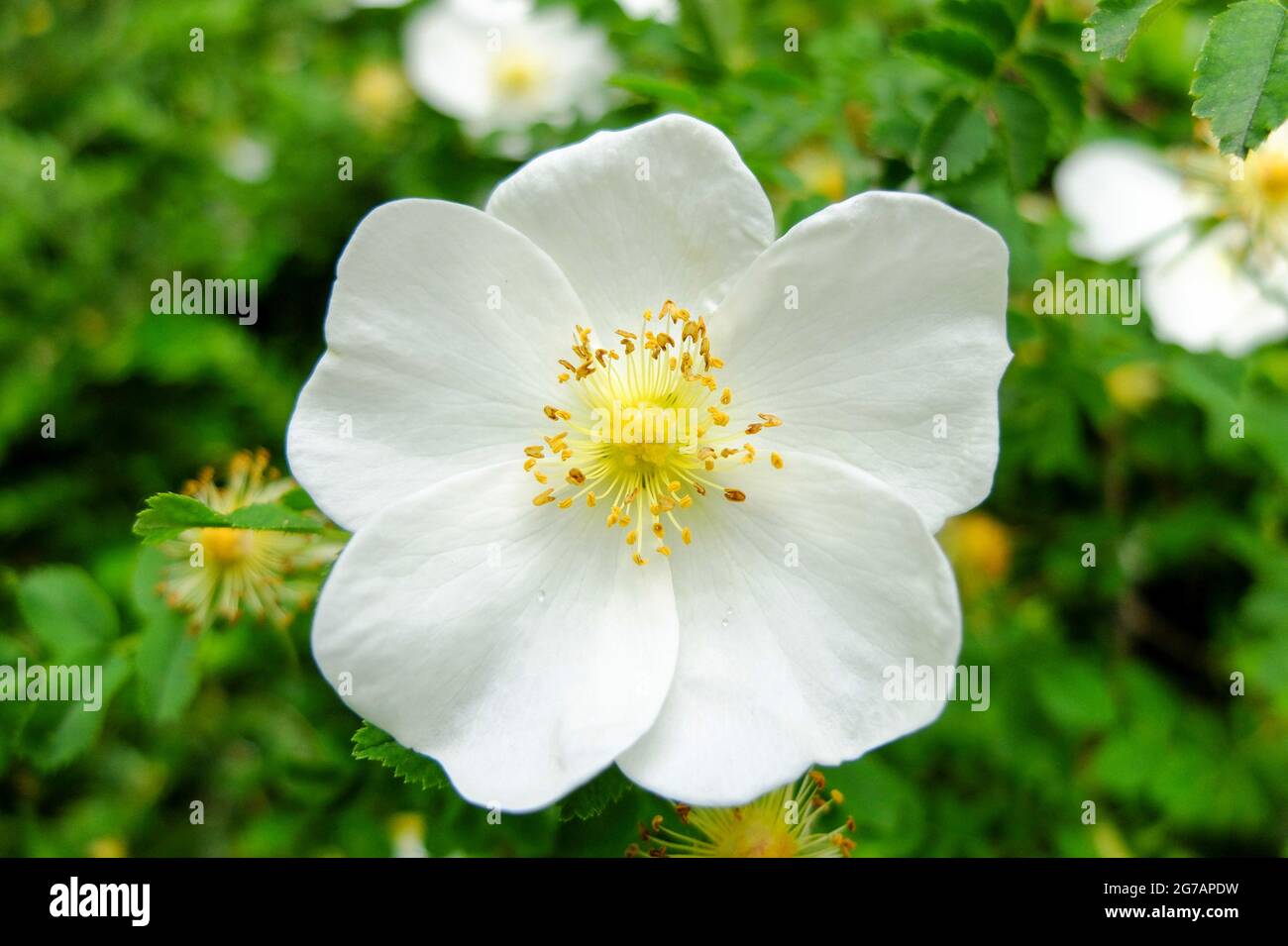 White rose spring hi-res stock photography and images - Alamy