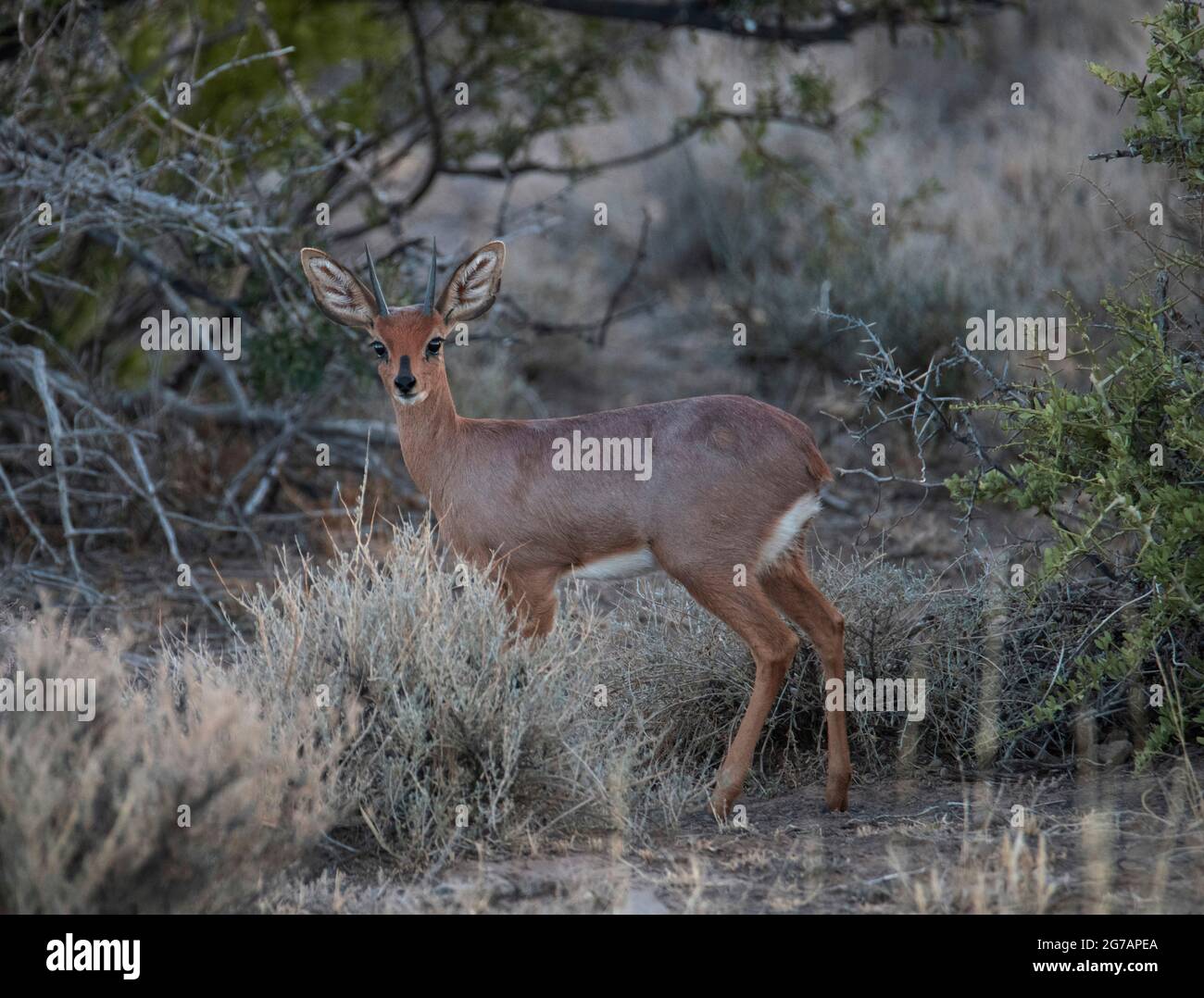 Steenbok cape hi-res stock photography and images - Alamy