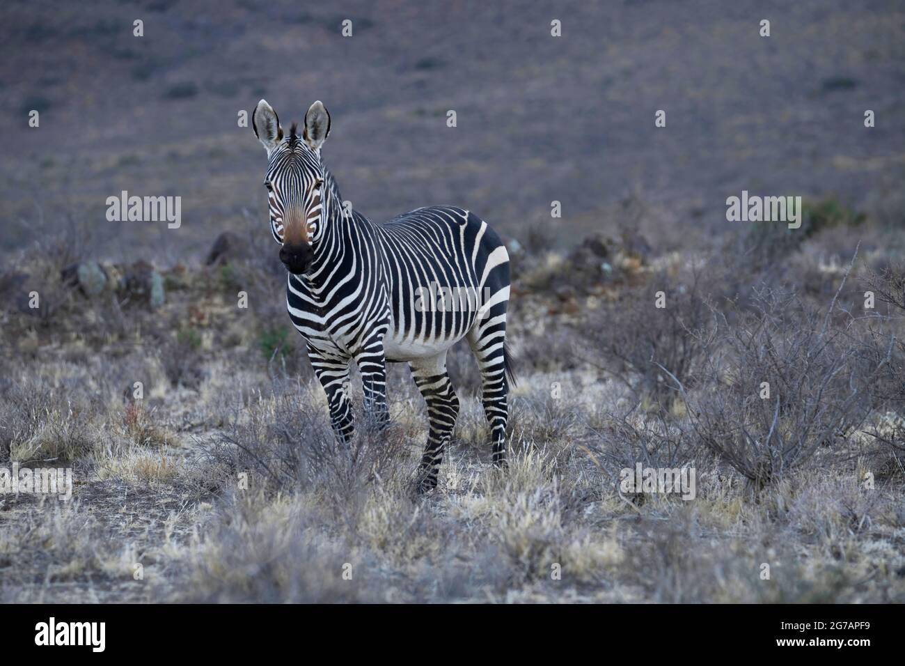 Curious Cape mountain zebra Stock Photo - Alamy