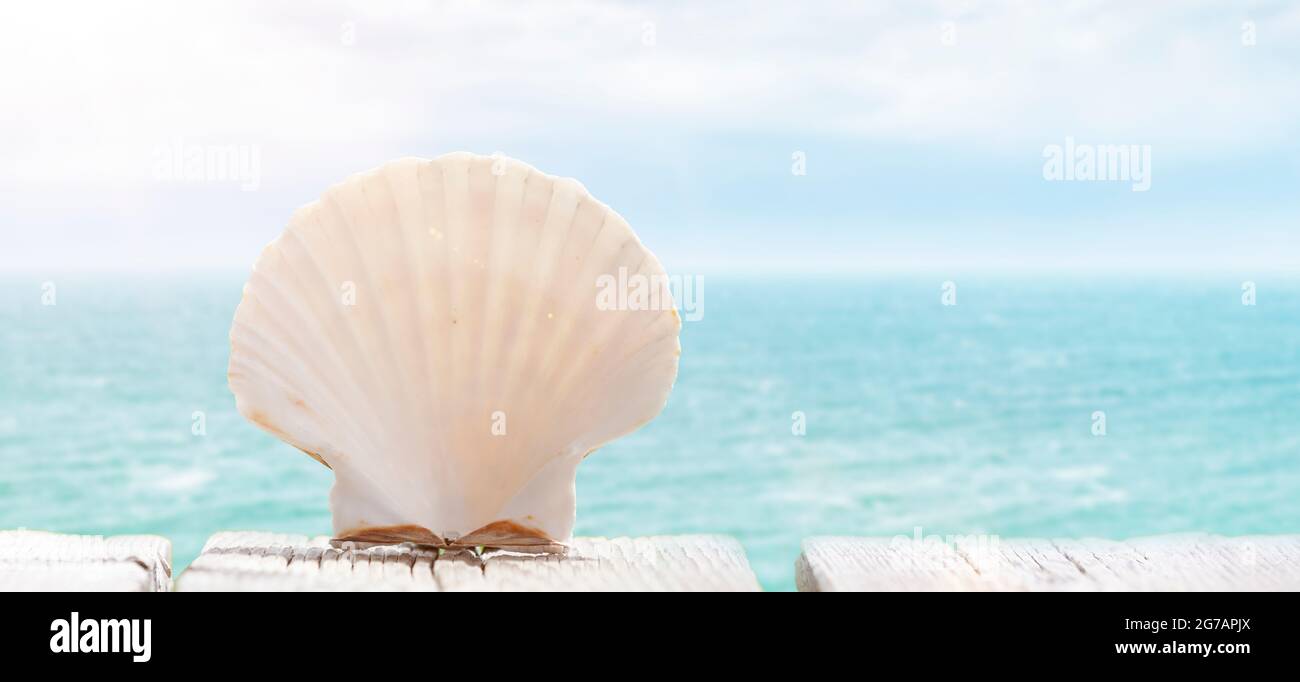 Scallop shell on the beach with ocean in the background Stock Photo - Alamy