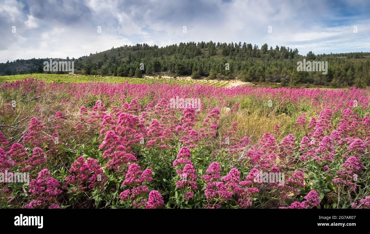 Field of red spur flowers near Peyriac de Mer in spring Stock Photo - Alamy