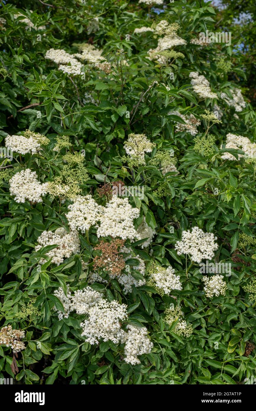 Close up of flowers on a black elder (sambucus nigra) plant Stock Photo ...