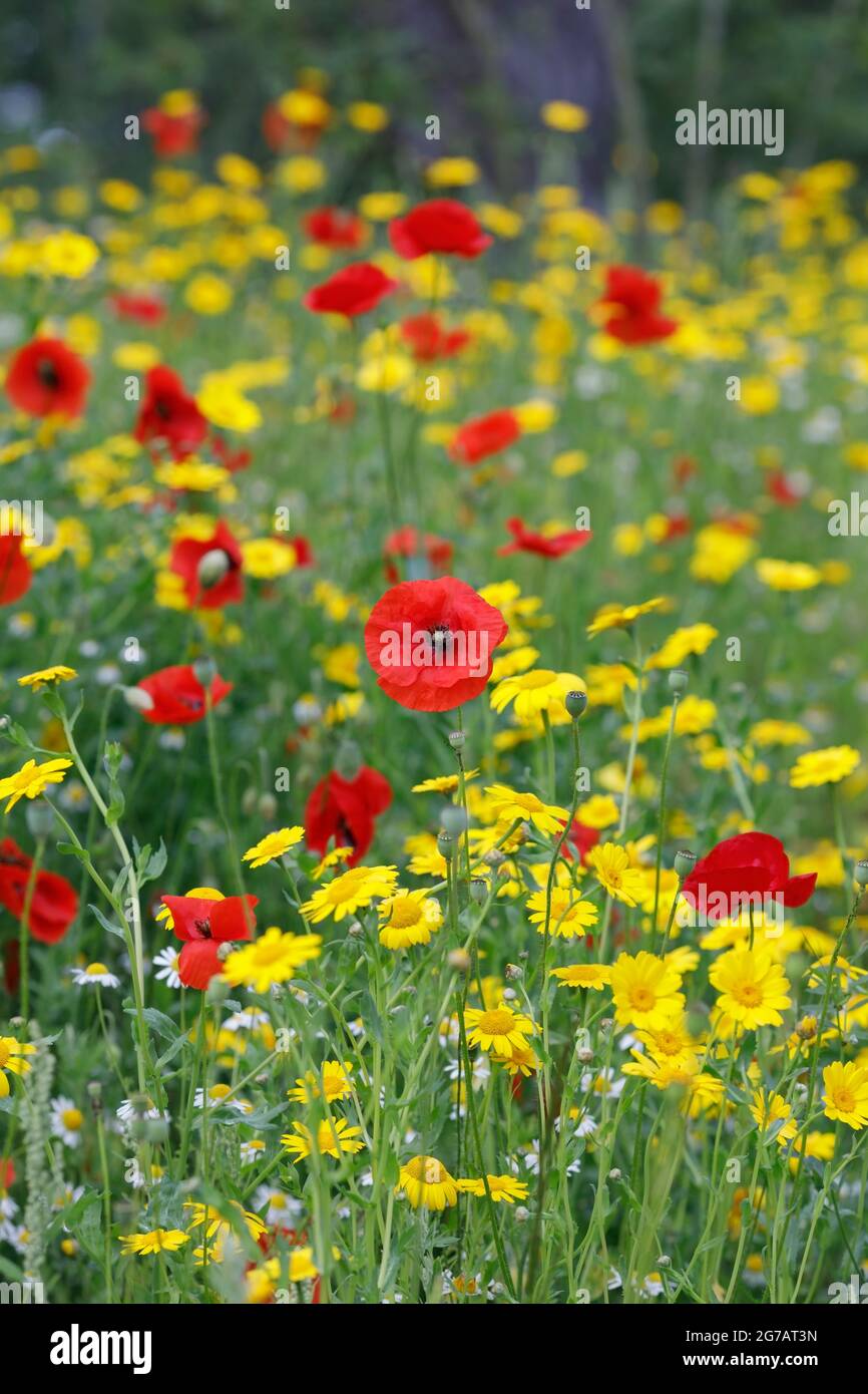 Poppies rewilding hi-res stock photography and images - Alamy