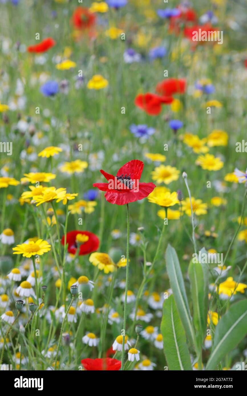 Rhs plants for pollinators hi-res stock photography and images - Alamy