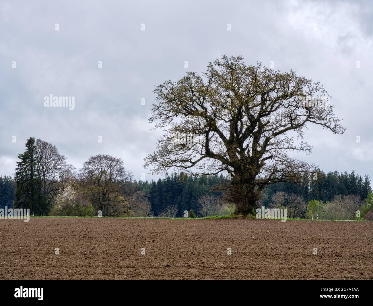 Field, field, tree, oak, field oak, solitary, solitary oak, rows of ...