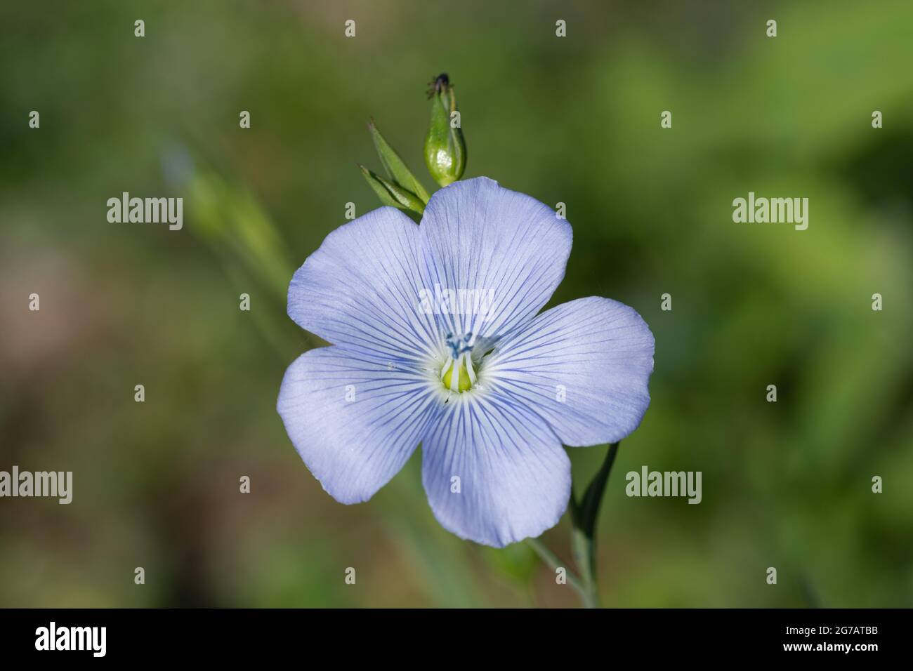 Linium hi-res stock photography and images - Alamy