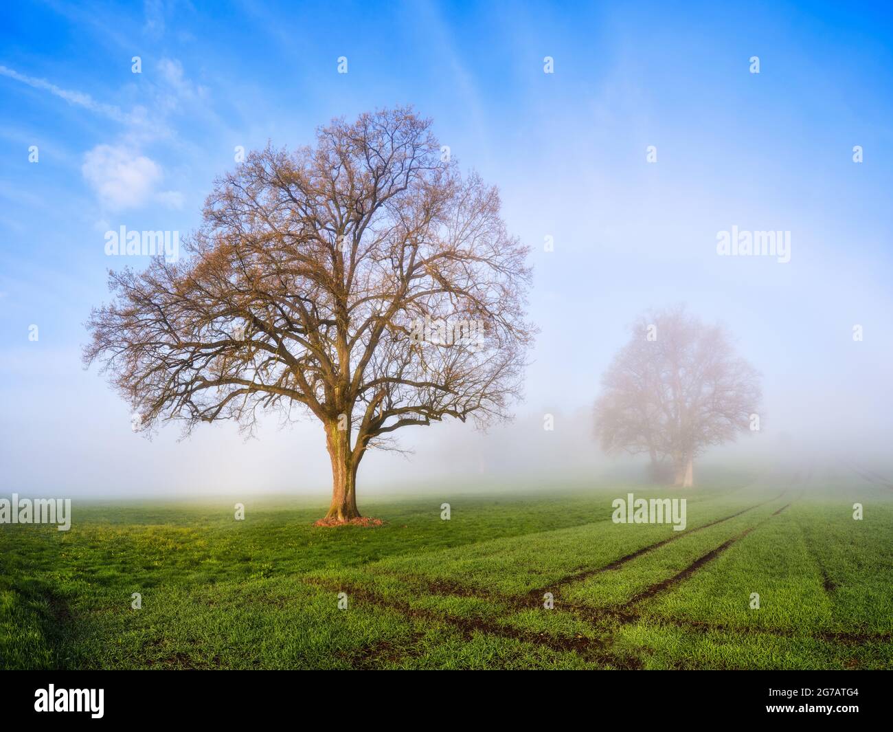 Grassland with tree hi-res stock photography and images - Alamy