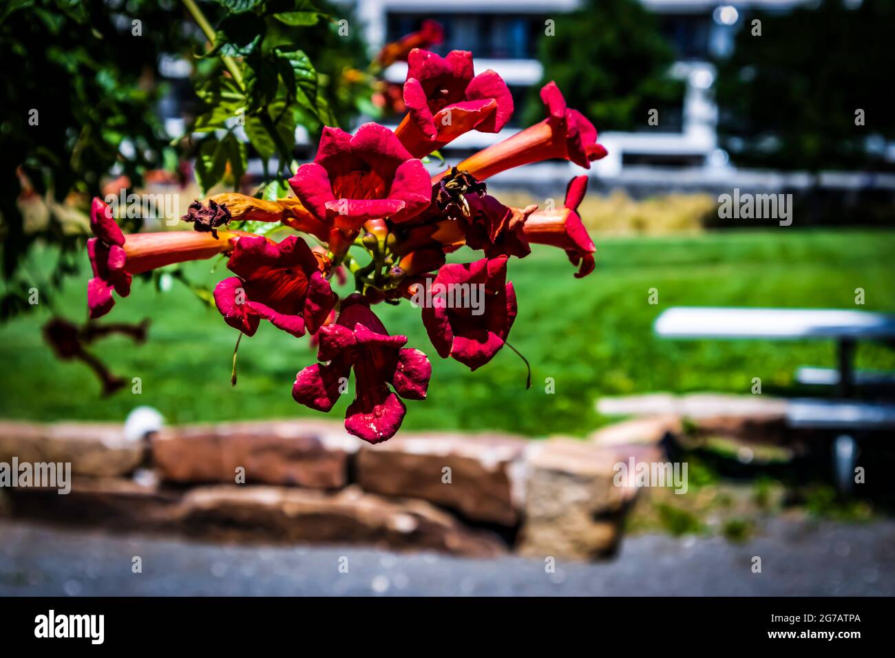 Tube flowers hi-res stock photography and images - Alamy