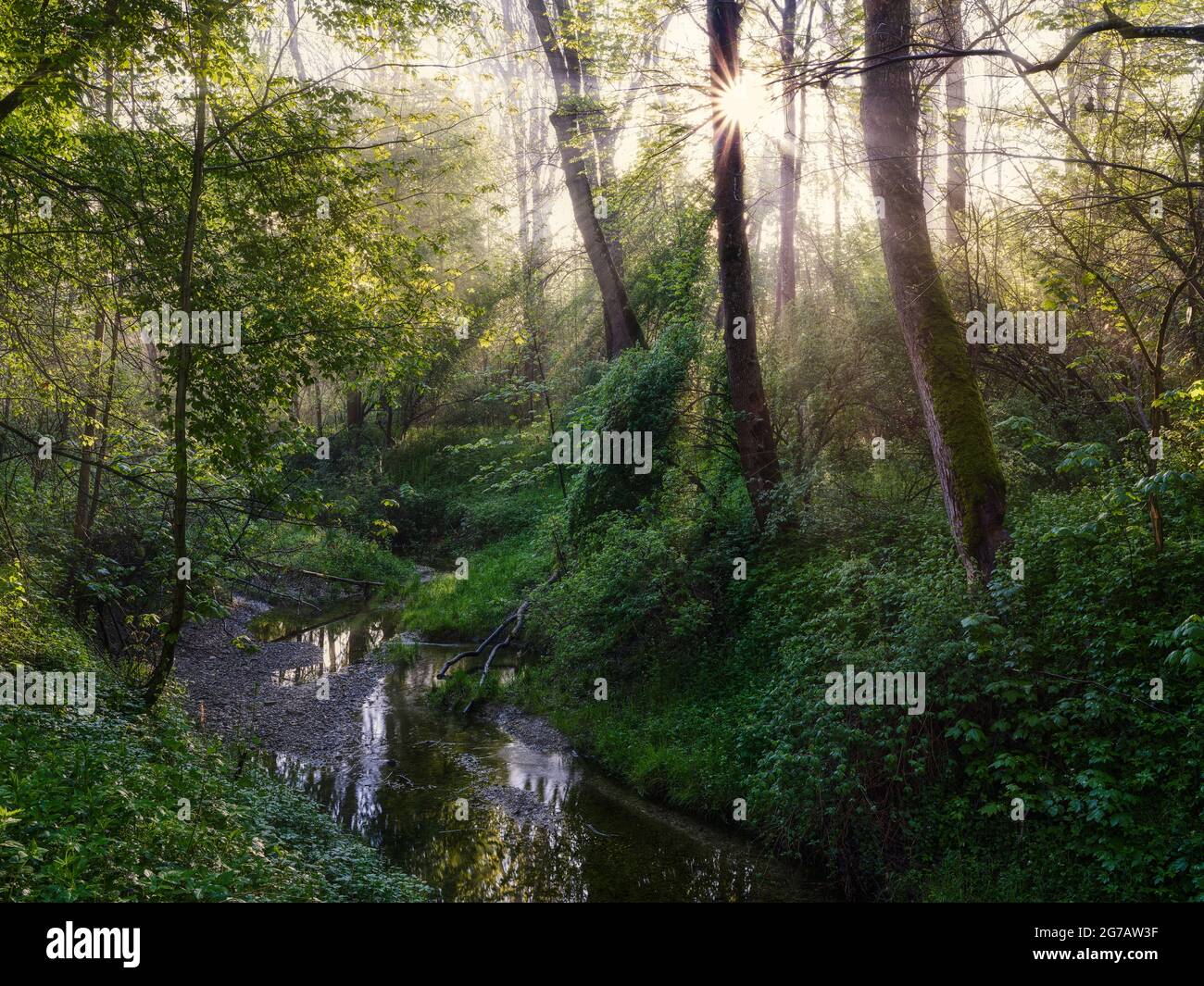 Floodplains, alluvial forest, Danube floodplain, softwood floodplain ...
