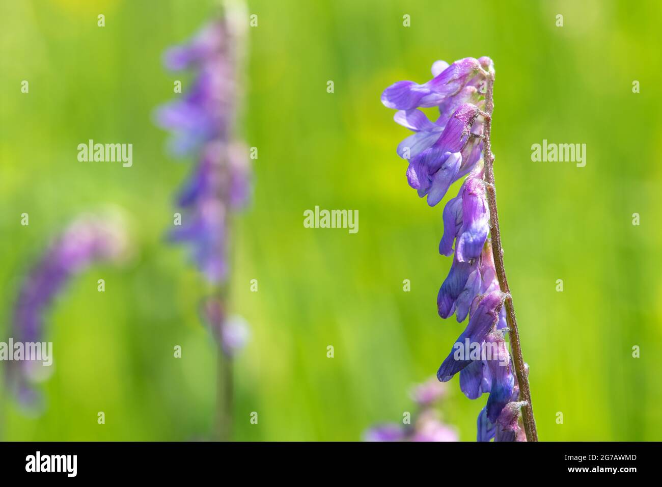 Macro shot of a tufted vetch (vicia cracca) plant in bloom Stock Photo ...