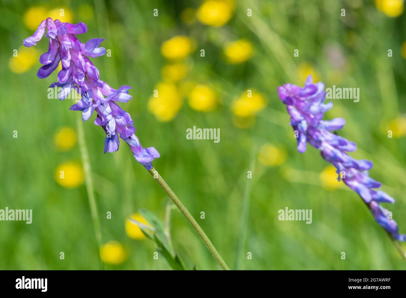 Macro shot of a tufted vetch (vicia cracca) plant in bloom Stock Photo ...