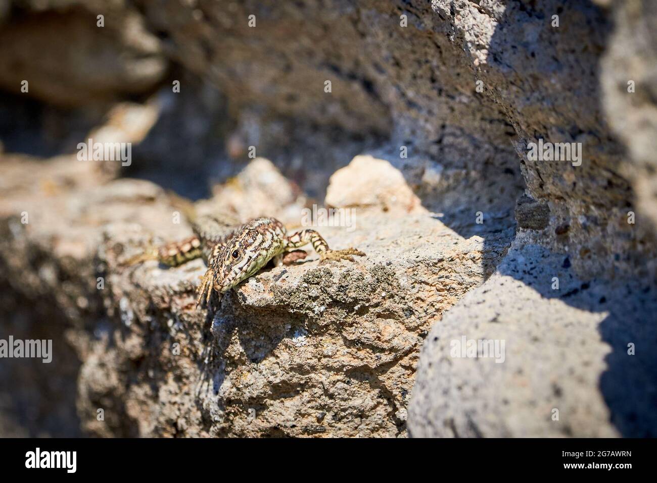 Common wall lizard sunbathing on a rock in the morning (Podarcis ...
