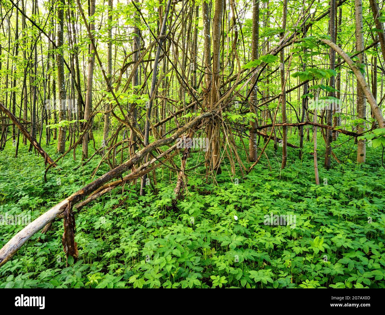 Floodplains, floodplain forest, Danube floodplain, softwood floodplain ...