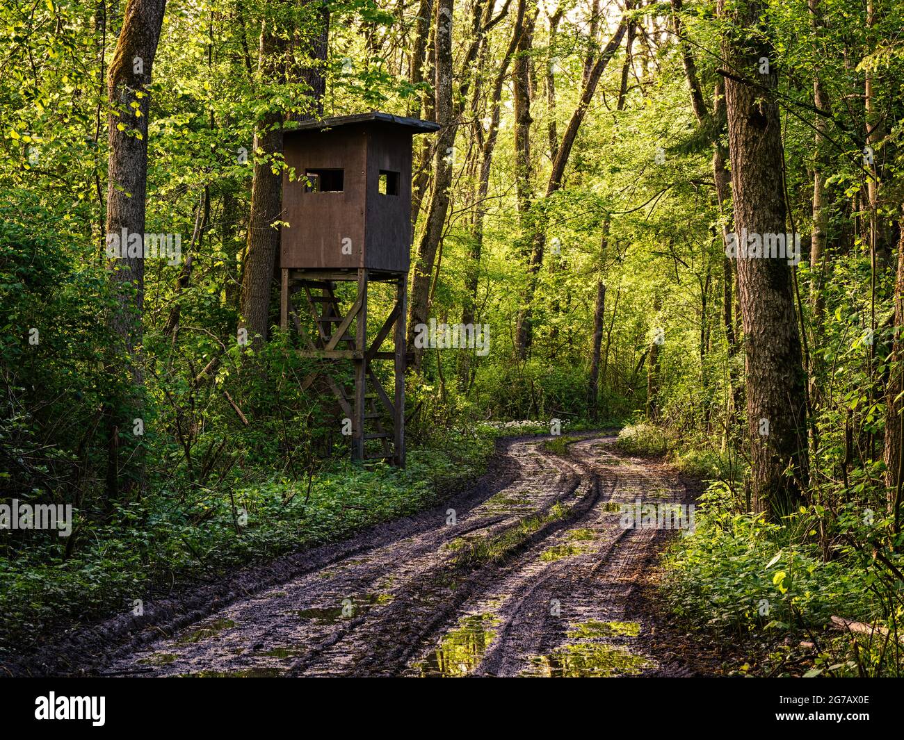 Floodplains, alluvial forest, Danube floodplain, softwood floodplain ...