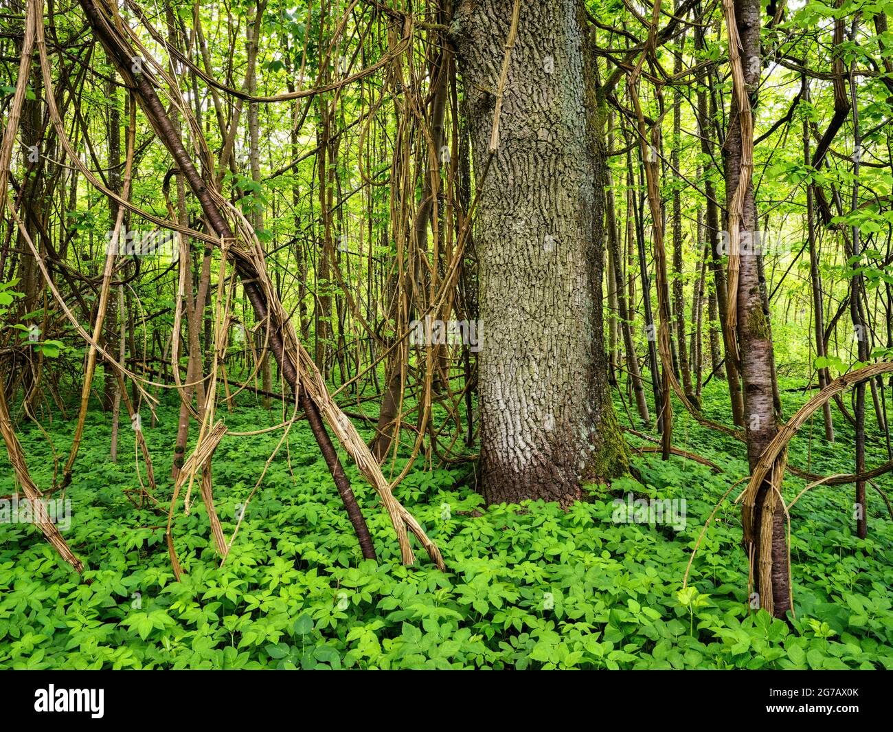 Floodplains, floodplain forest, Danube floodplain, softwood floodplain ...