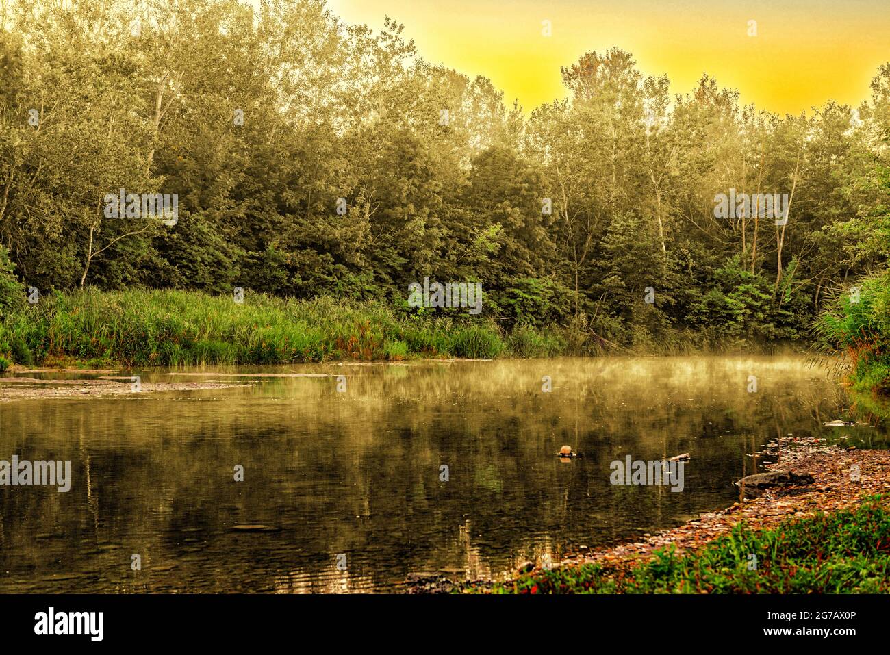 Shallow forest hi-res stock photography and images - Alamy