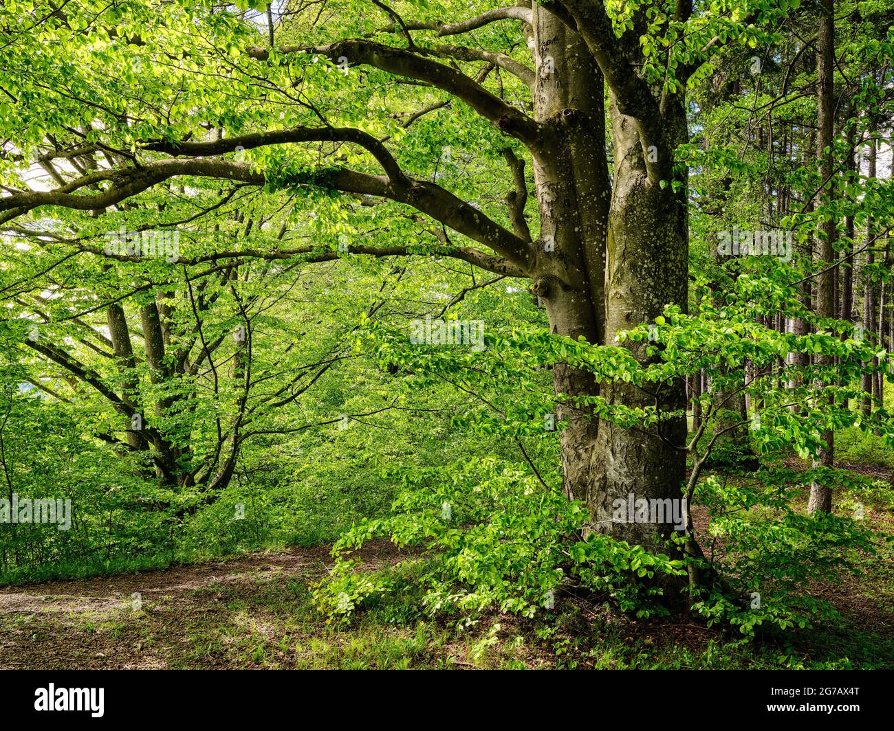 River valley, terminal moraine, moraine, ice age, cold age ...