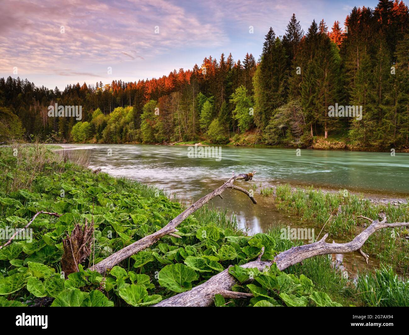 Dead wood, alluvial forest, steep bank, gravel bank, hilly landscape ...
