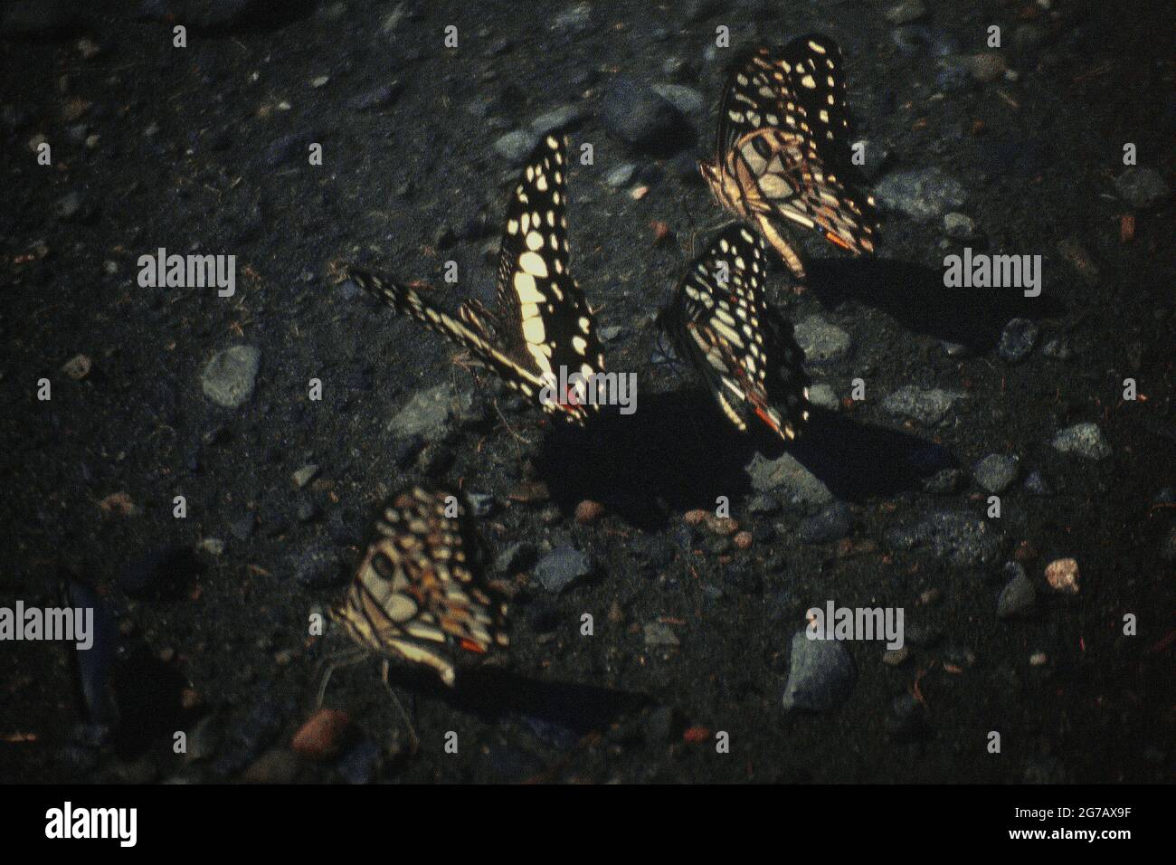 Species of butterflies hi-res stock photography and images - Alamy